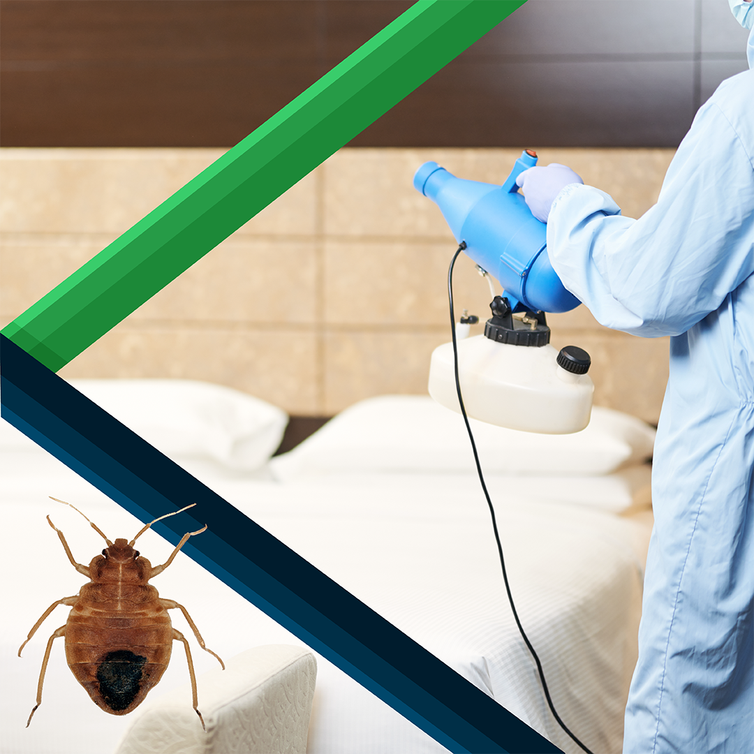 Bed Bug Control Services – National Pest Control